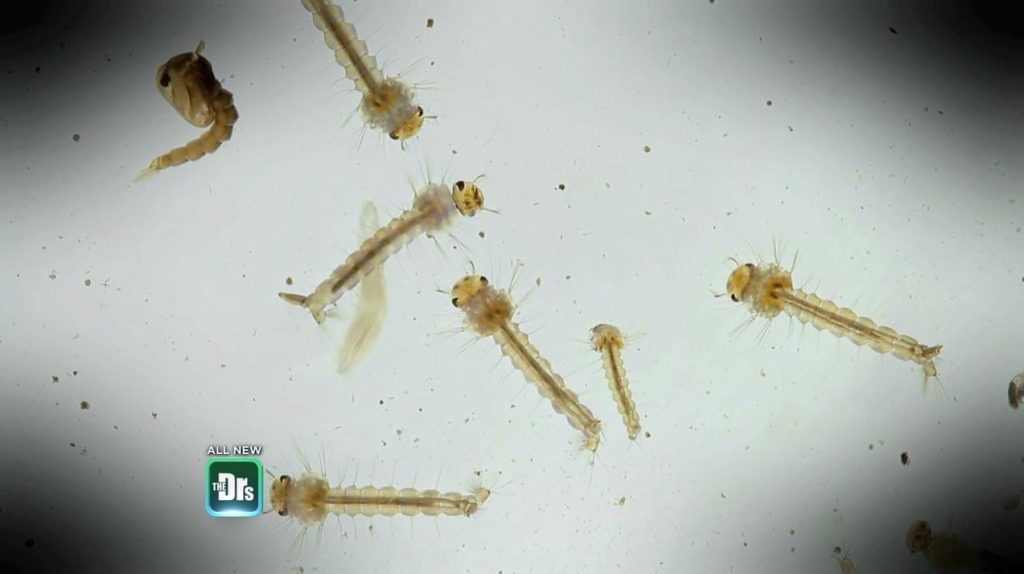 OUTBREAK: Sea Lice Reported On Florida's Beaches, What We Know