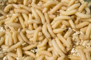 Scientist: The Food Crisis Will Have Humans Eating Maggots For Protein